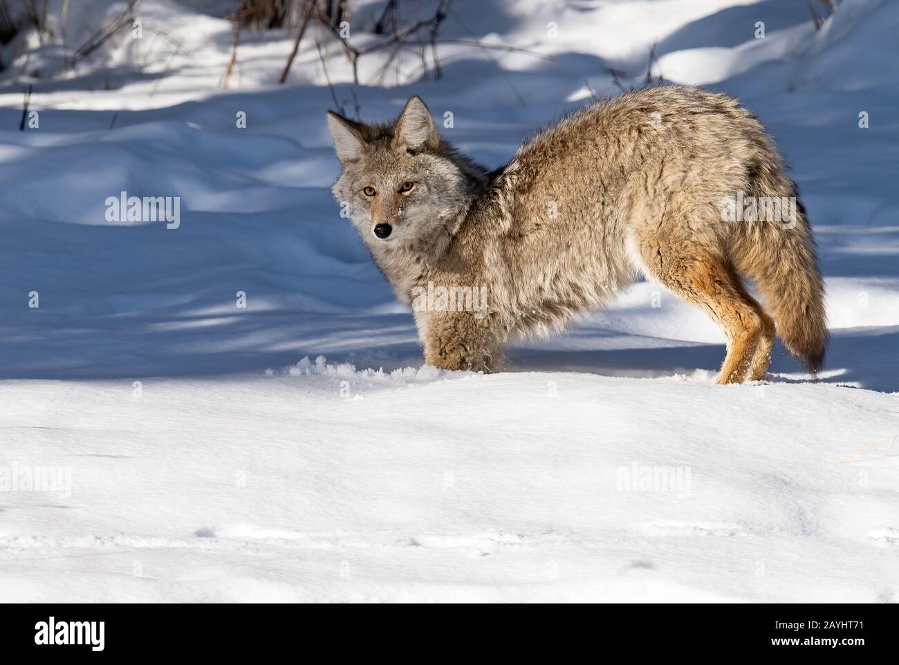 Coyote in Banff Canada Stock Photo - Alamy