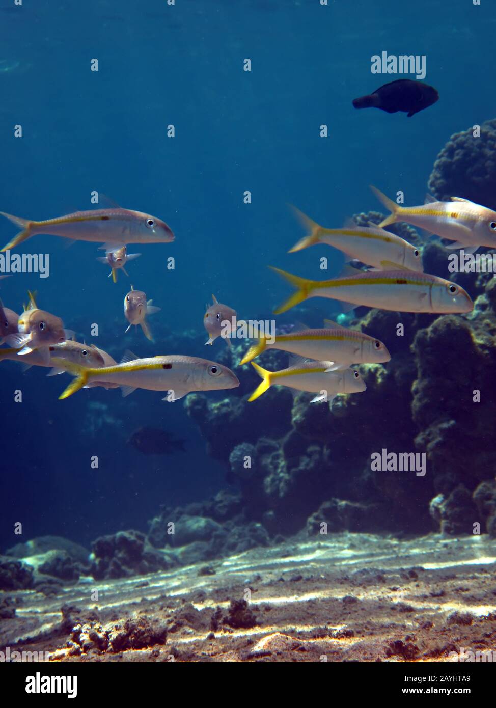 Goat fish hi-res stock photography and images - Alamy