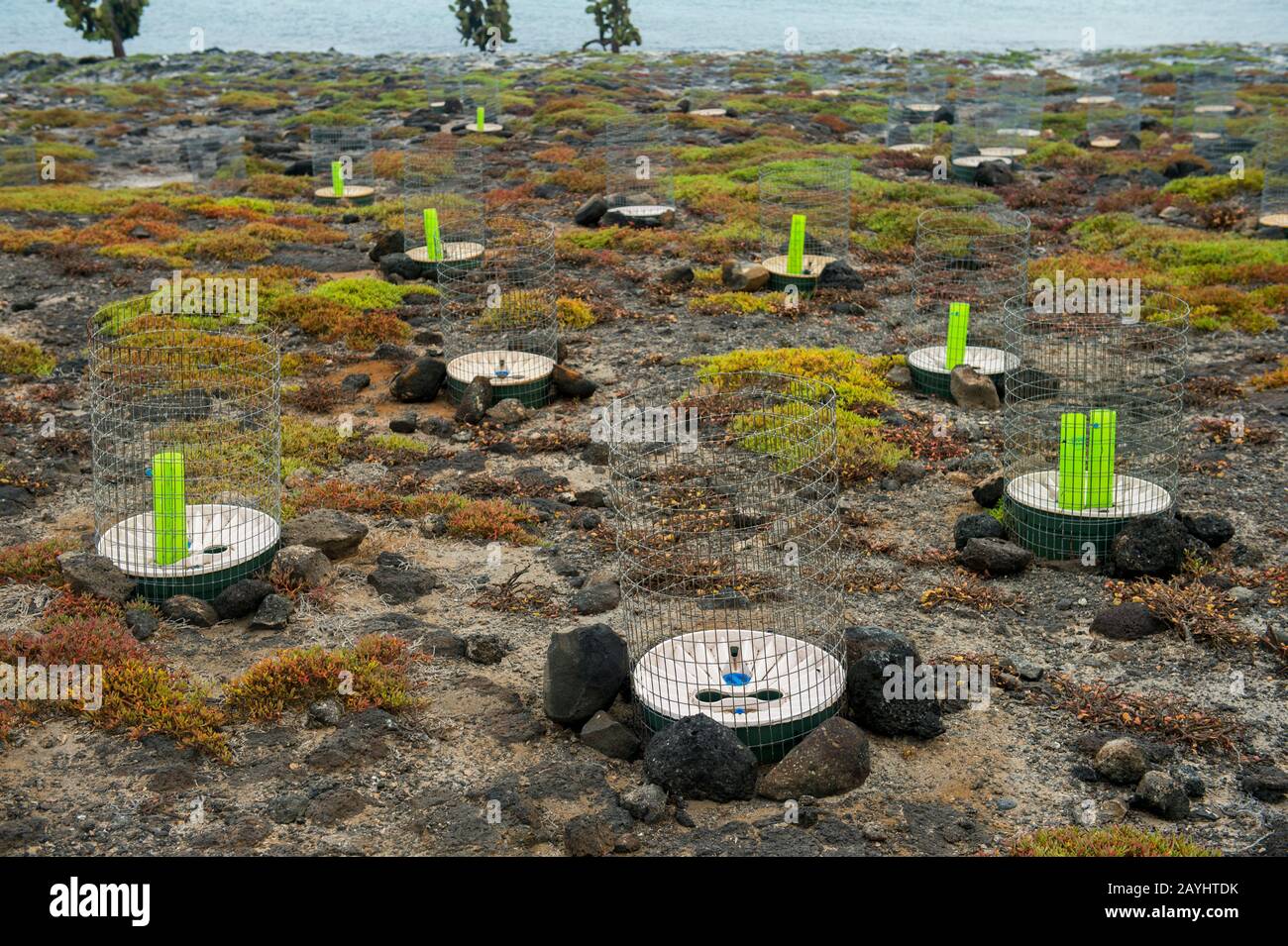 Baby Prickly pear cacti (Opuntia echios) with protective fencing and ...