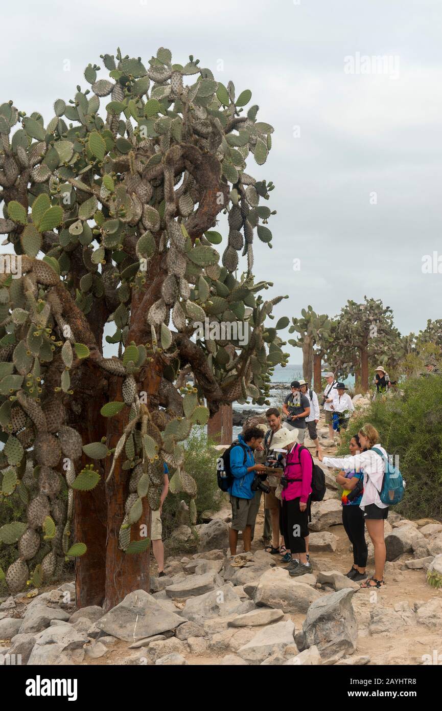 Tourists walking along prickly pear cacti (Opuntia) on Santa Fe Island ...