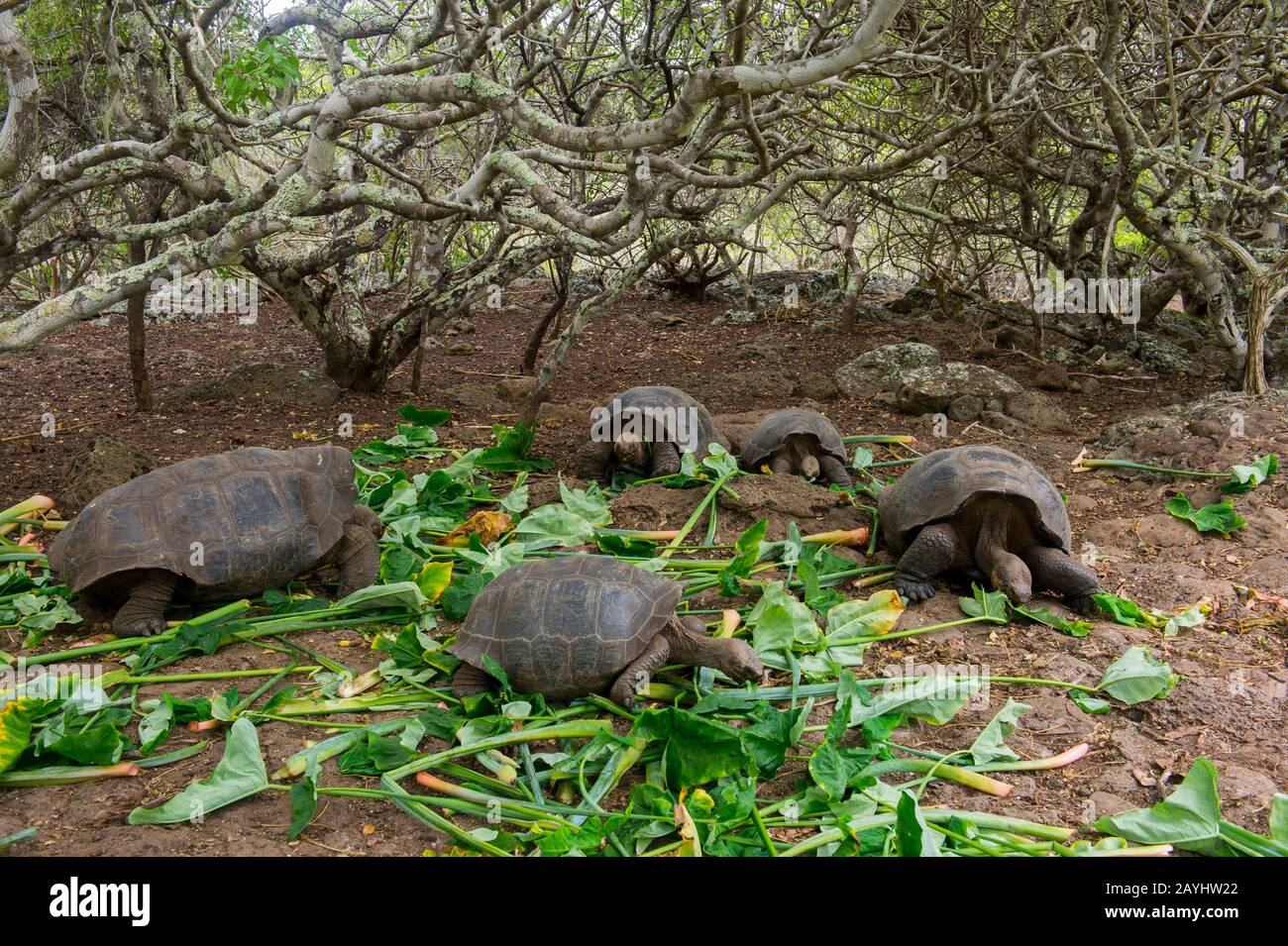 Gordillo hi-res stock photography and images - Alamy