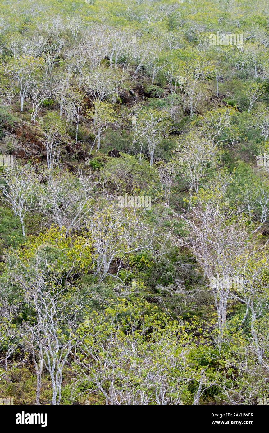 View from Baroness Point of the forest on Floreana Island in the ...