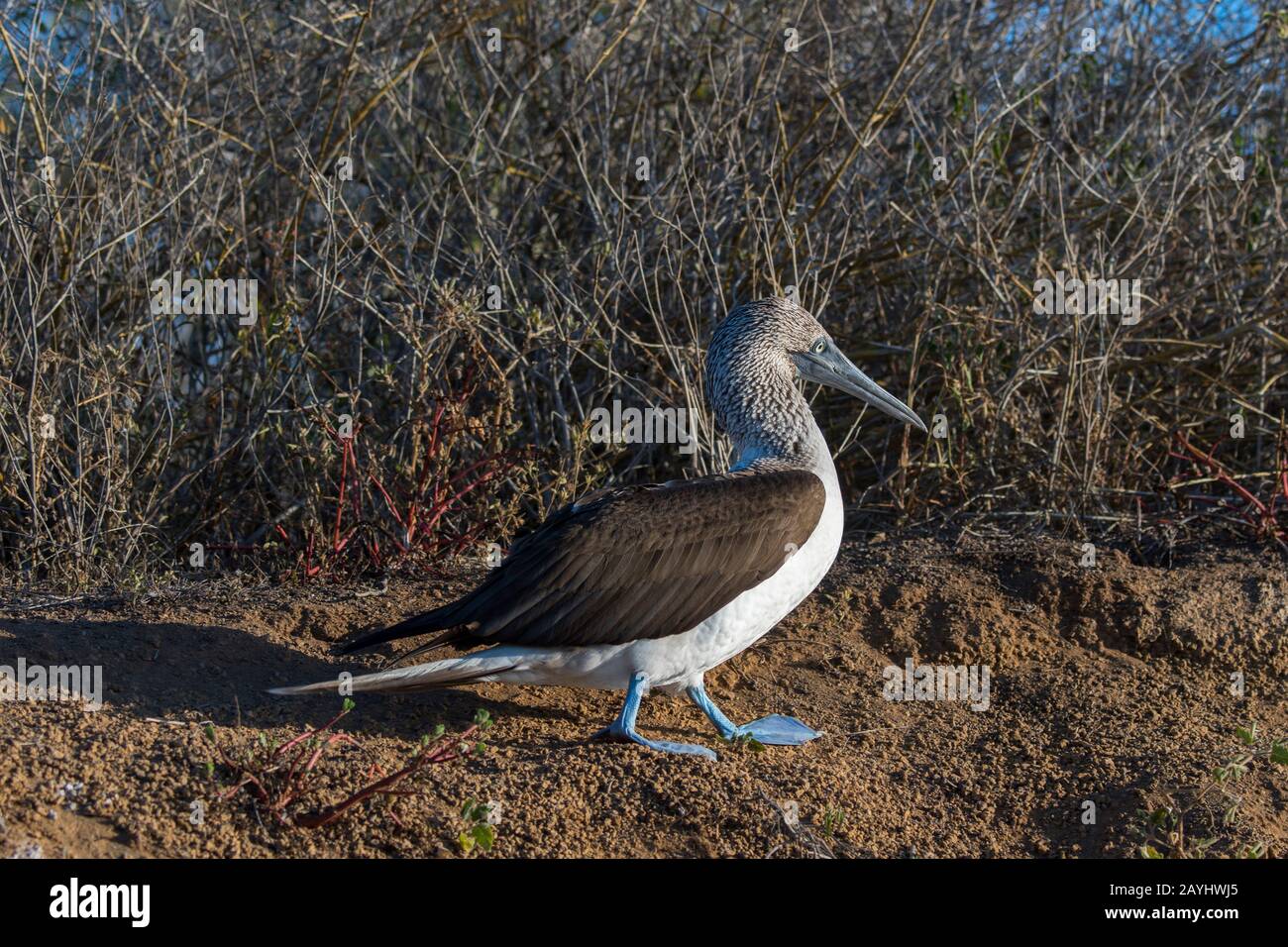 A blue-footed booby (Sula nebouxii) at Point Cormorant of Floreana ...