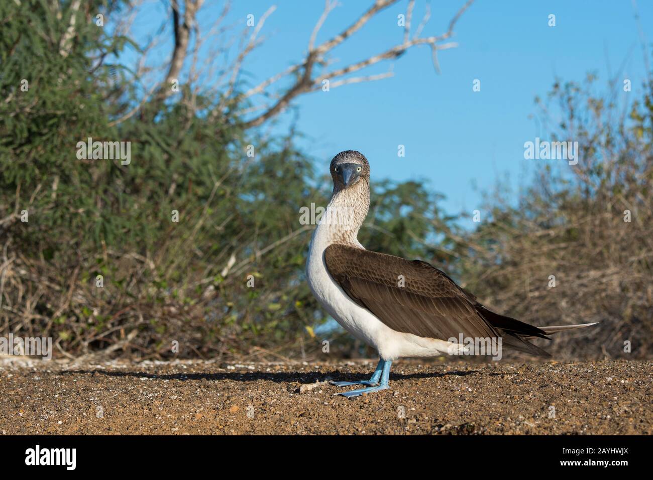 A blue-footed booby (Sula nebouxii) at Point Cormorant of Floreana ...