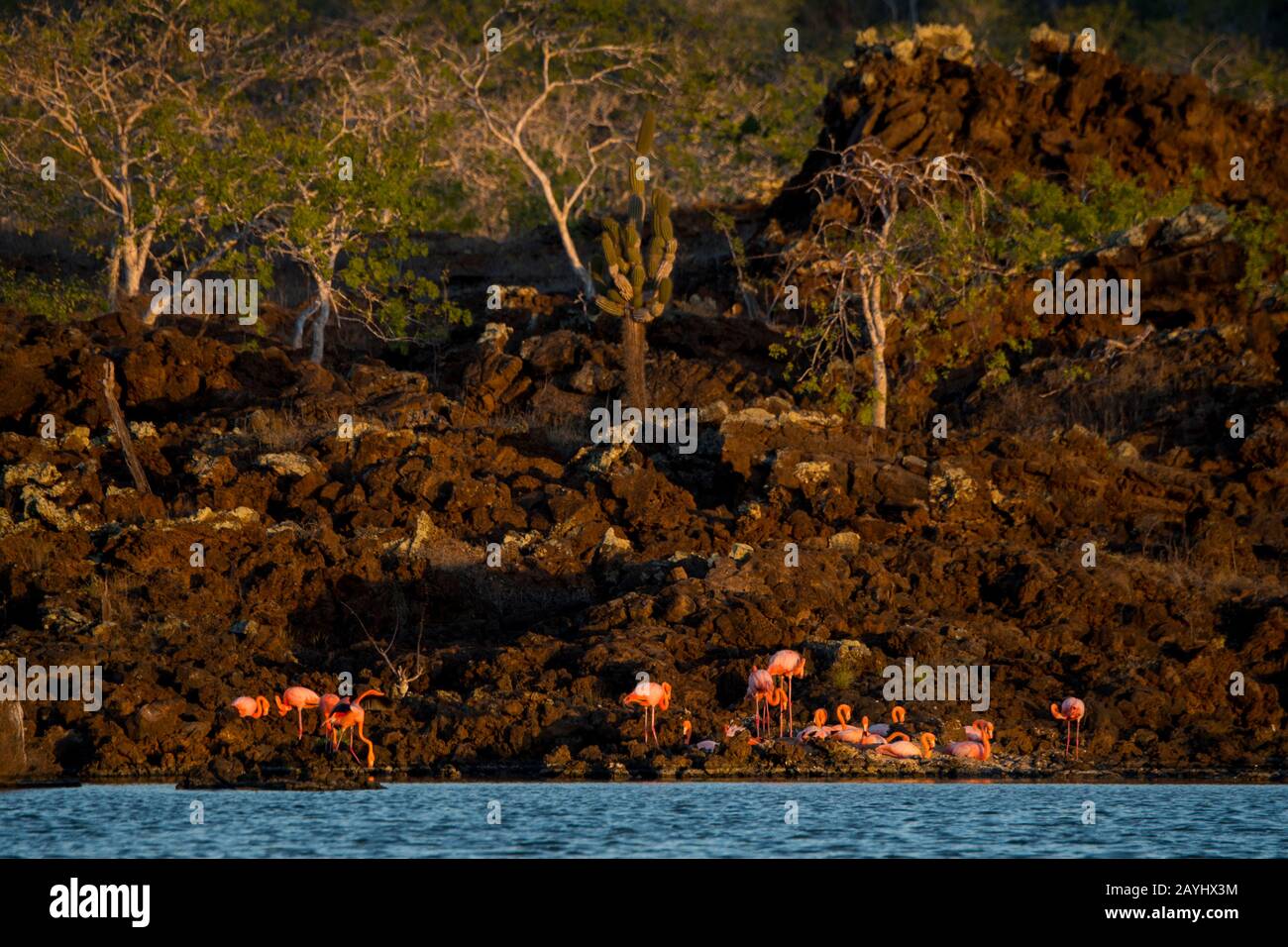 Greater flamingos (Phoenicopterus roseus) in evening light roosting on ...