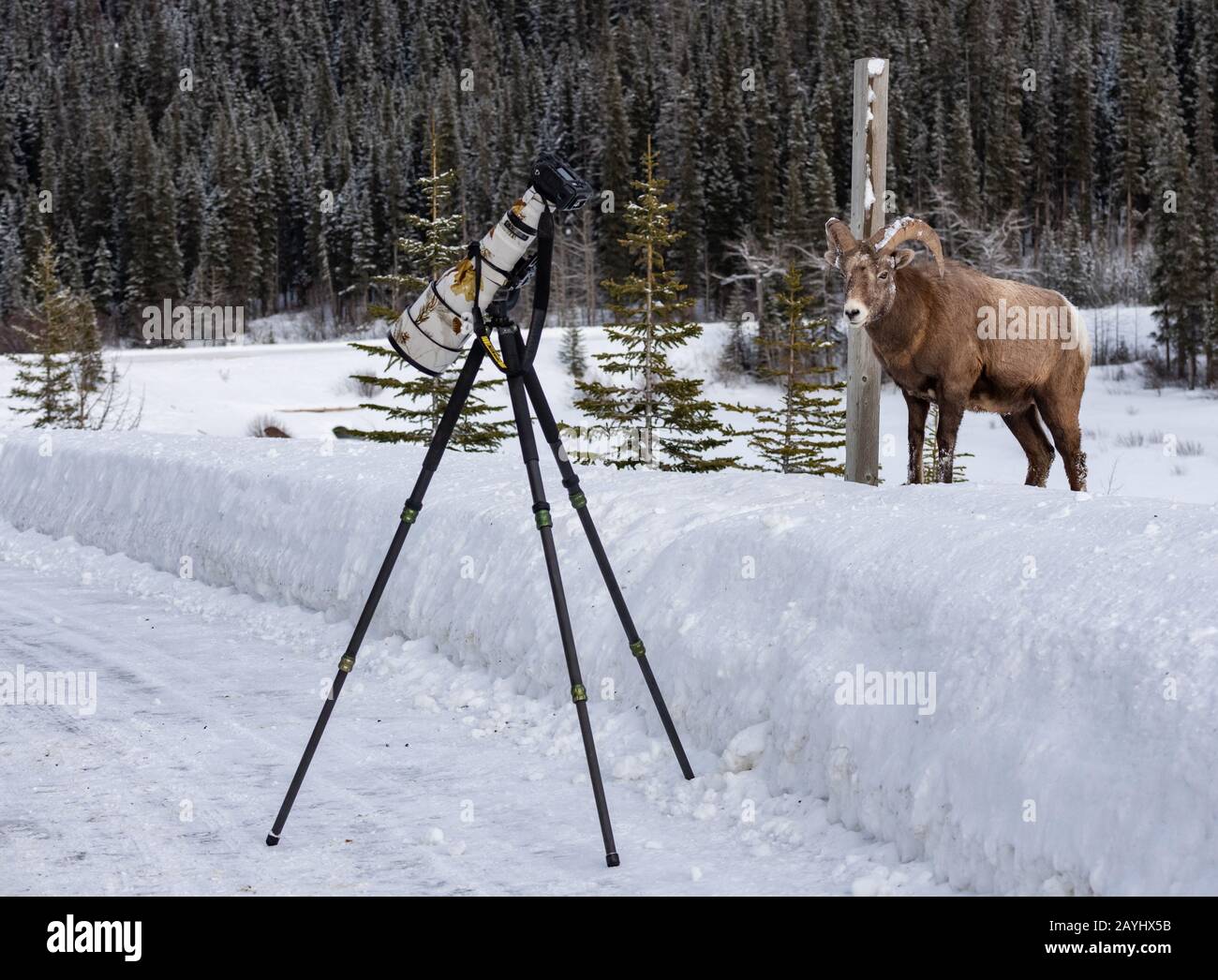 Ram fight hi-res stock photography and images - Alamy