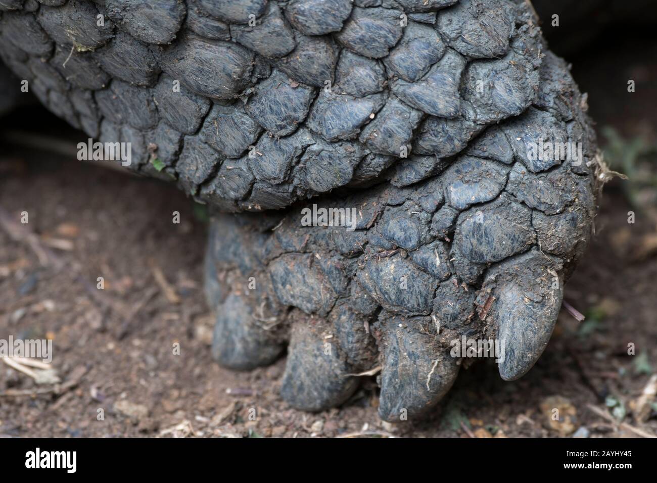 Close-up of the foot of a giant Galapagos tortoise (Geochelone ...