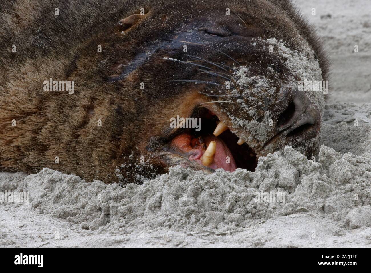 The New Zealand sea lion (Phocarctos hookeri), also known as Hooker's ...