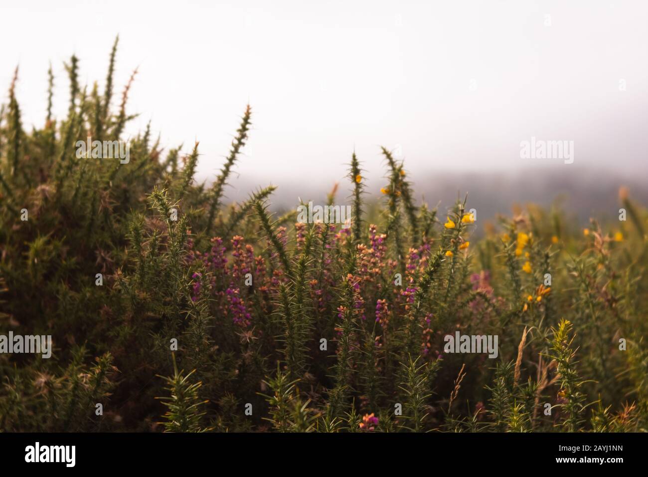 Heather yellow hi-res stock photography and images - Alamy