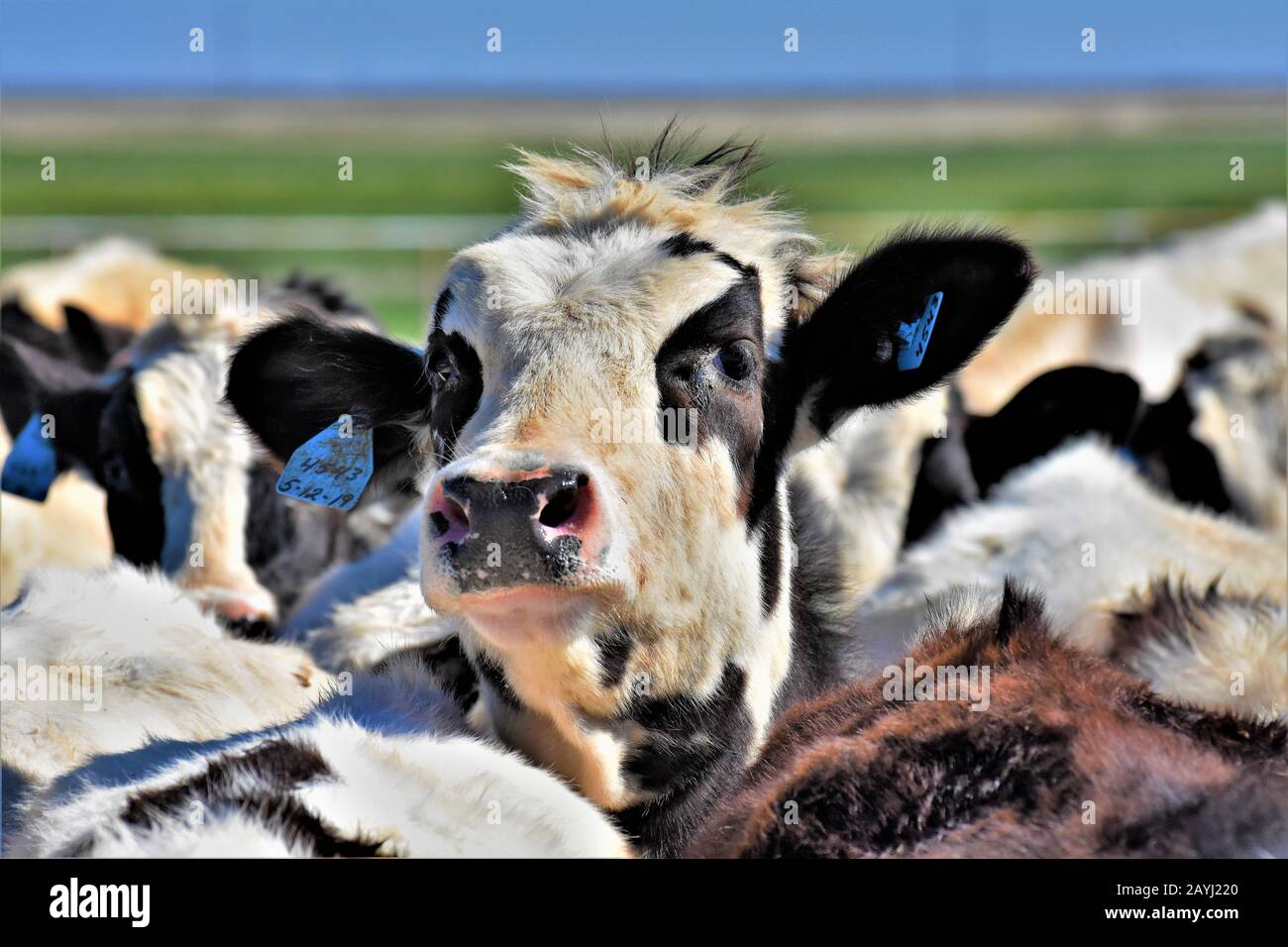 Cattle ranch in Central California Dairy and beef meat ranches with ear ...