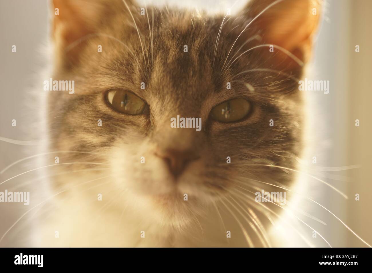 Lovely cat closeup portrait. Young kitten face Stock Photo - Alamy