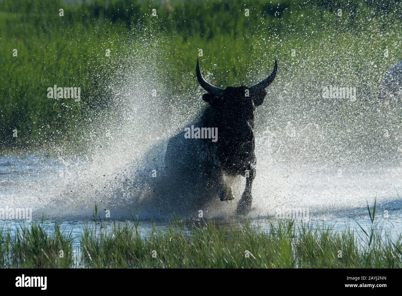 A Camargue bull is running through the marshlands of the Camargue in ...