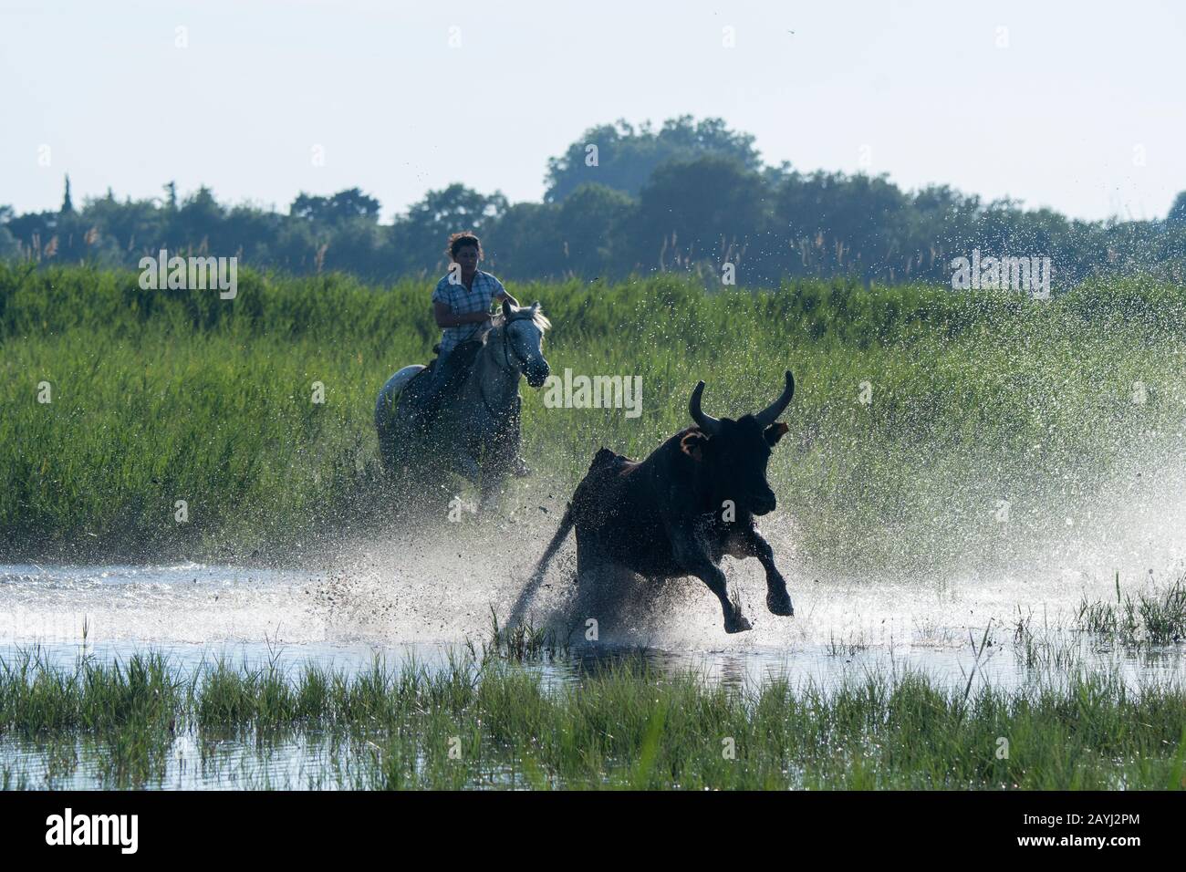 A Camargue bull is being herded through the marshlands of the Camargue ...
