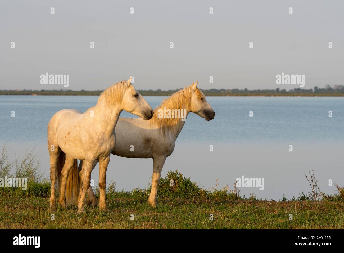 Stallions hi-res stock photography and images - Alamy