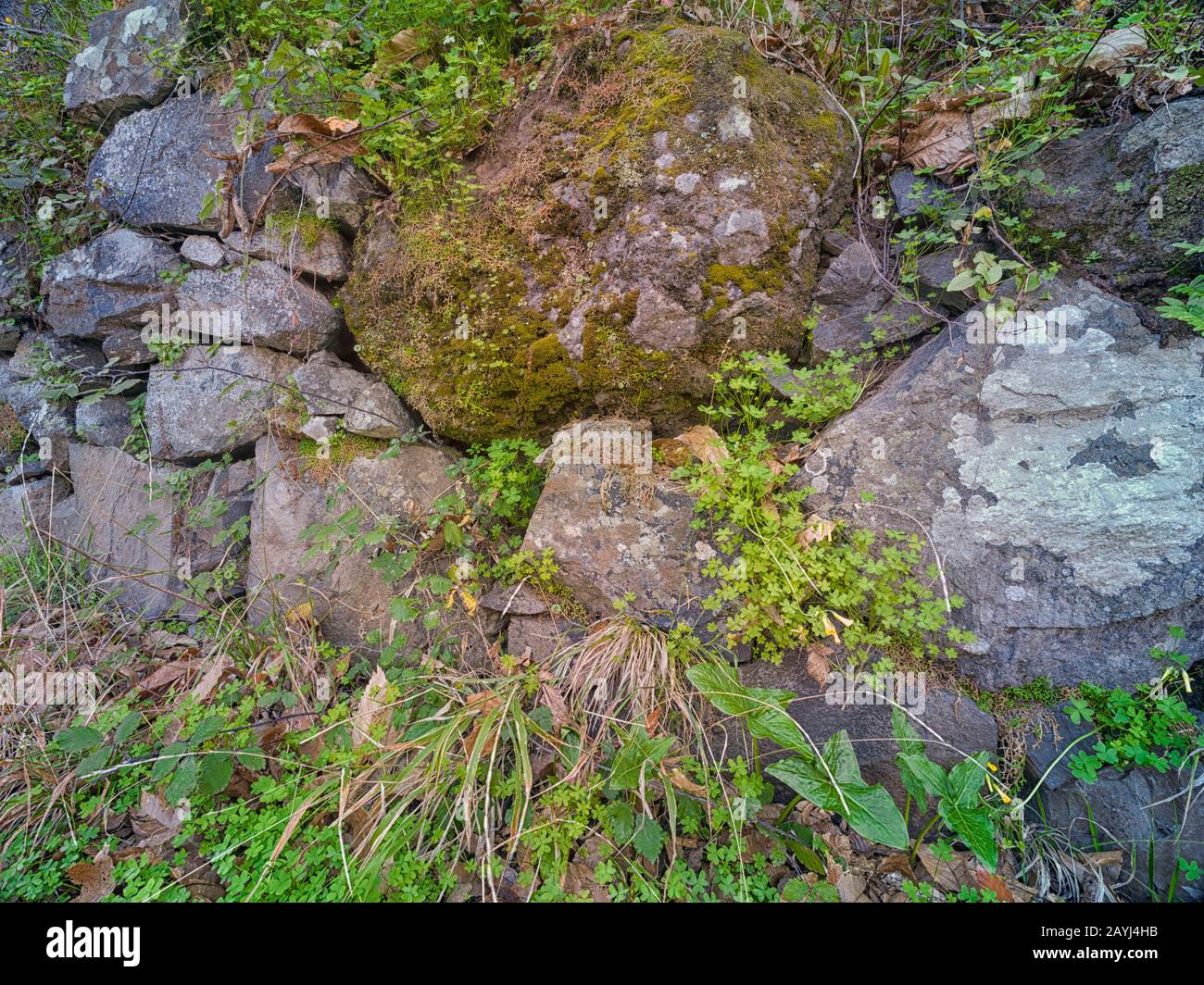 Plants growing on cliff face hi-res stock photography and images - Alamy