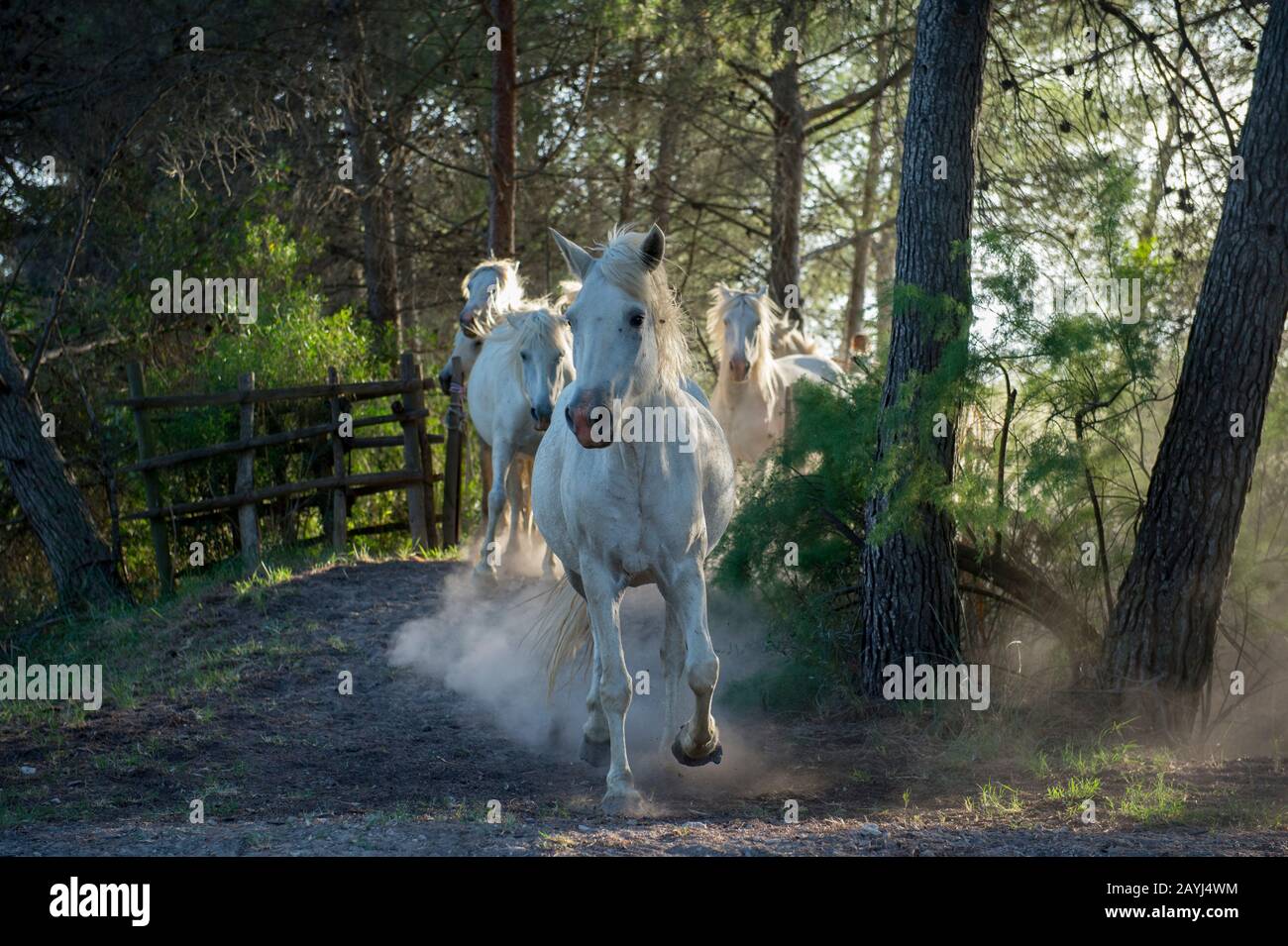 Horse running into forest hi-res stock photography and images - Alamy