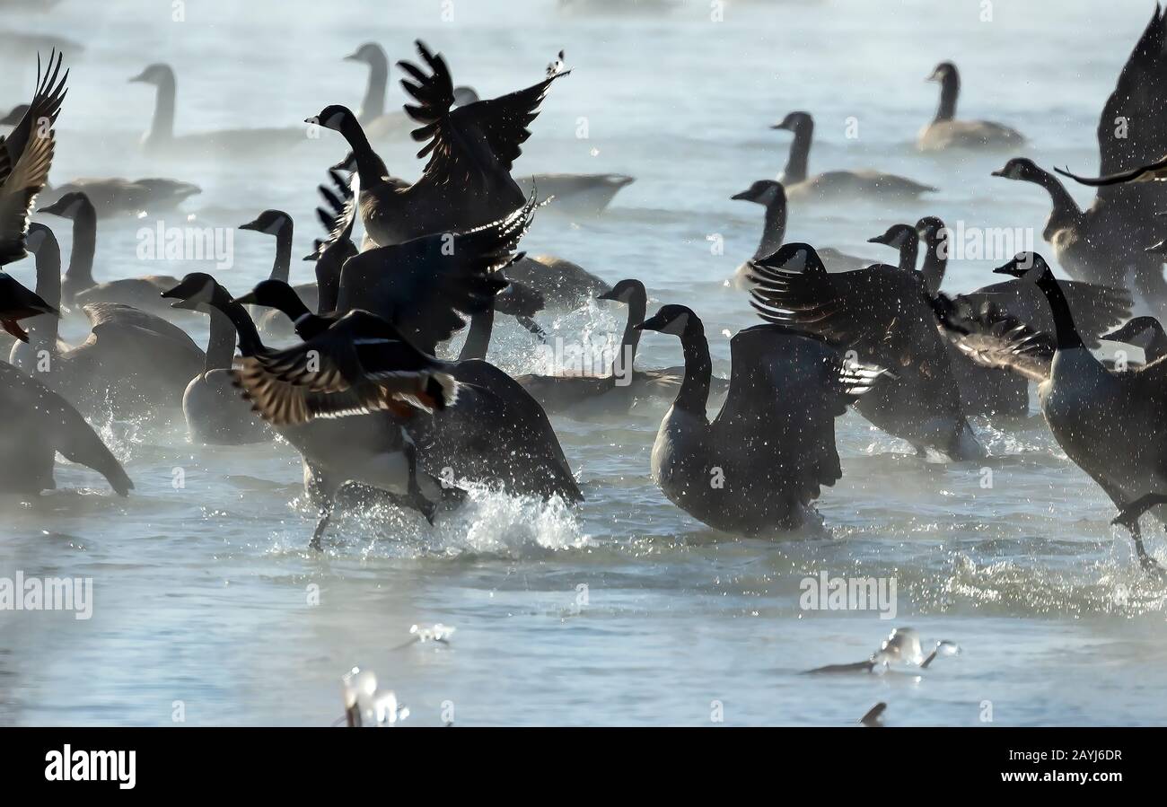 Duck Flying Over Water High Resolution Stock Photography and Images - Alamy
