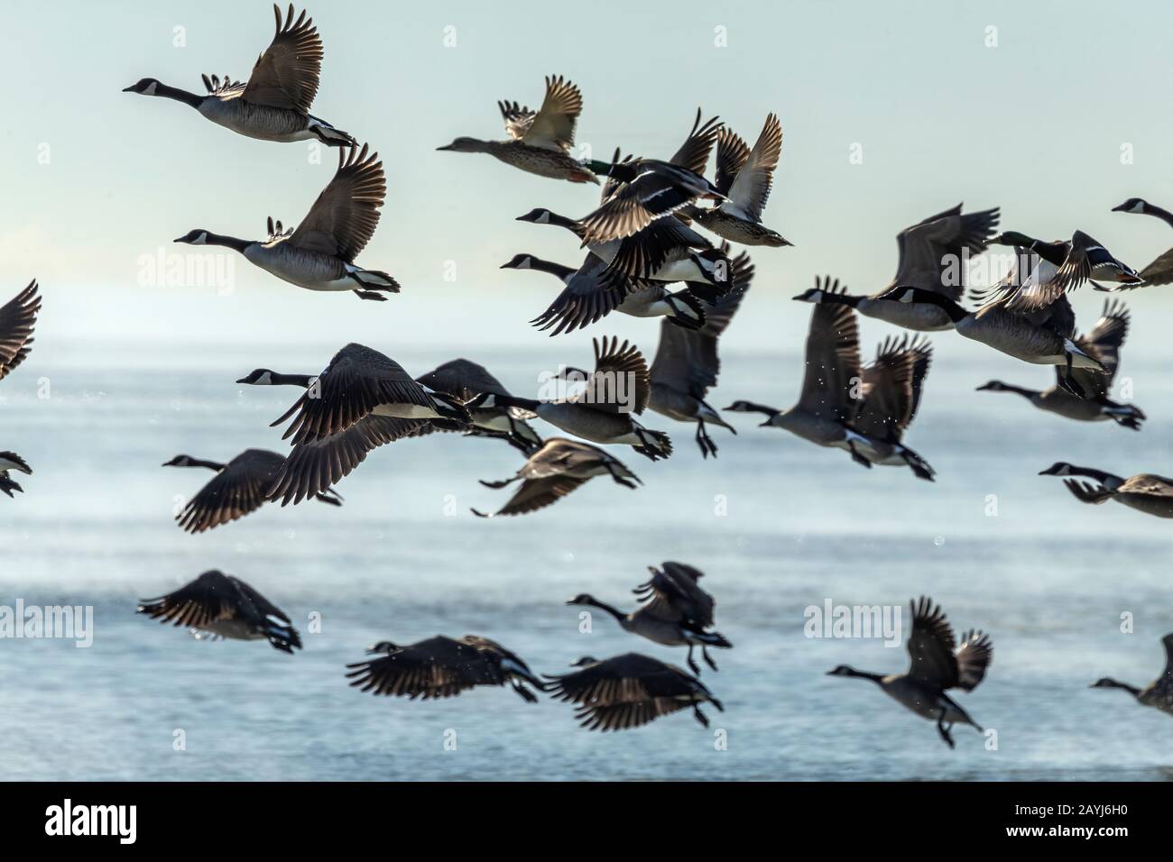 Duck Flying Over Water High Resolution Stock Photography and Images - Alamy