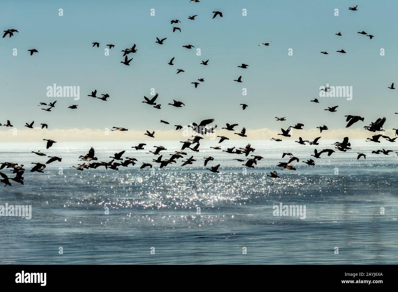 Duck Flying Over Water High Resolution Stock Photography and Images - Alamy