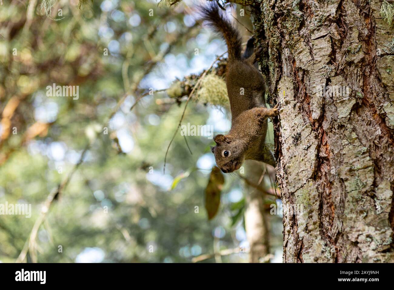 Squirrel on tree looking up eyes sharp with trees in background Stock ...