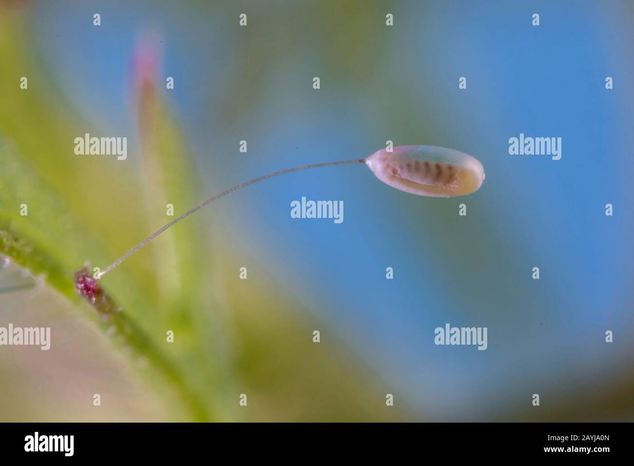 Insect larva inside stalk hi-res stock photography and images - Alamy