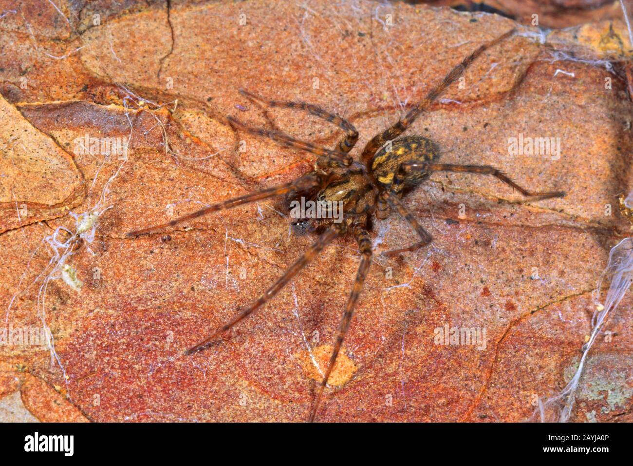 funnel weaver (Histopona torpida, Tegenaria torpida), top view, Germany ...