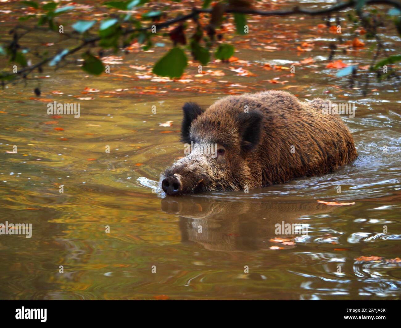 wild boar, pig, wild boar (Sus scrofa), tusker swims in water, Germany ...