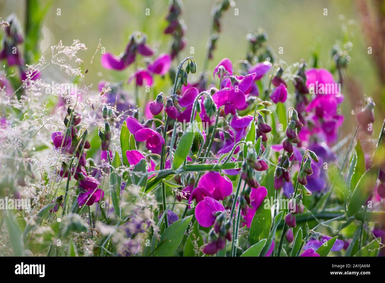 Perennial pea, Broad-leaf peavine, Everlasting Pea, Perennial Sweet Pea ...
