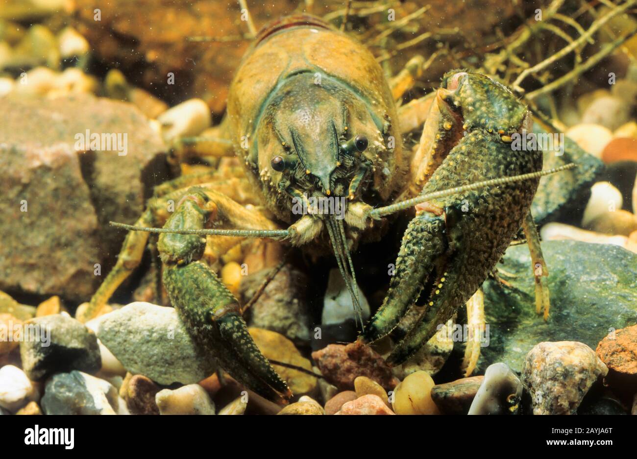 Spinycheek crayfish, American crayfish, American river crayfish ...
