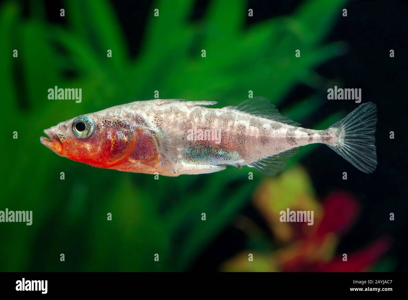 three-spined stickleback (Gasterosteus aculeatus), swimming, side view ...