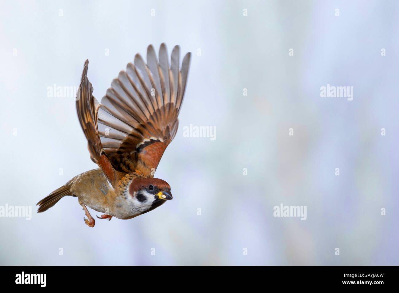 Eurasian tree sparrow (Passer montanus), in flight, Germany Stock Photo ...