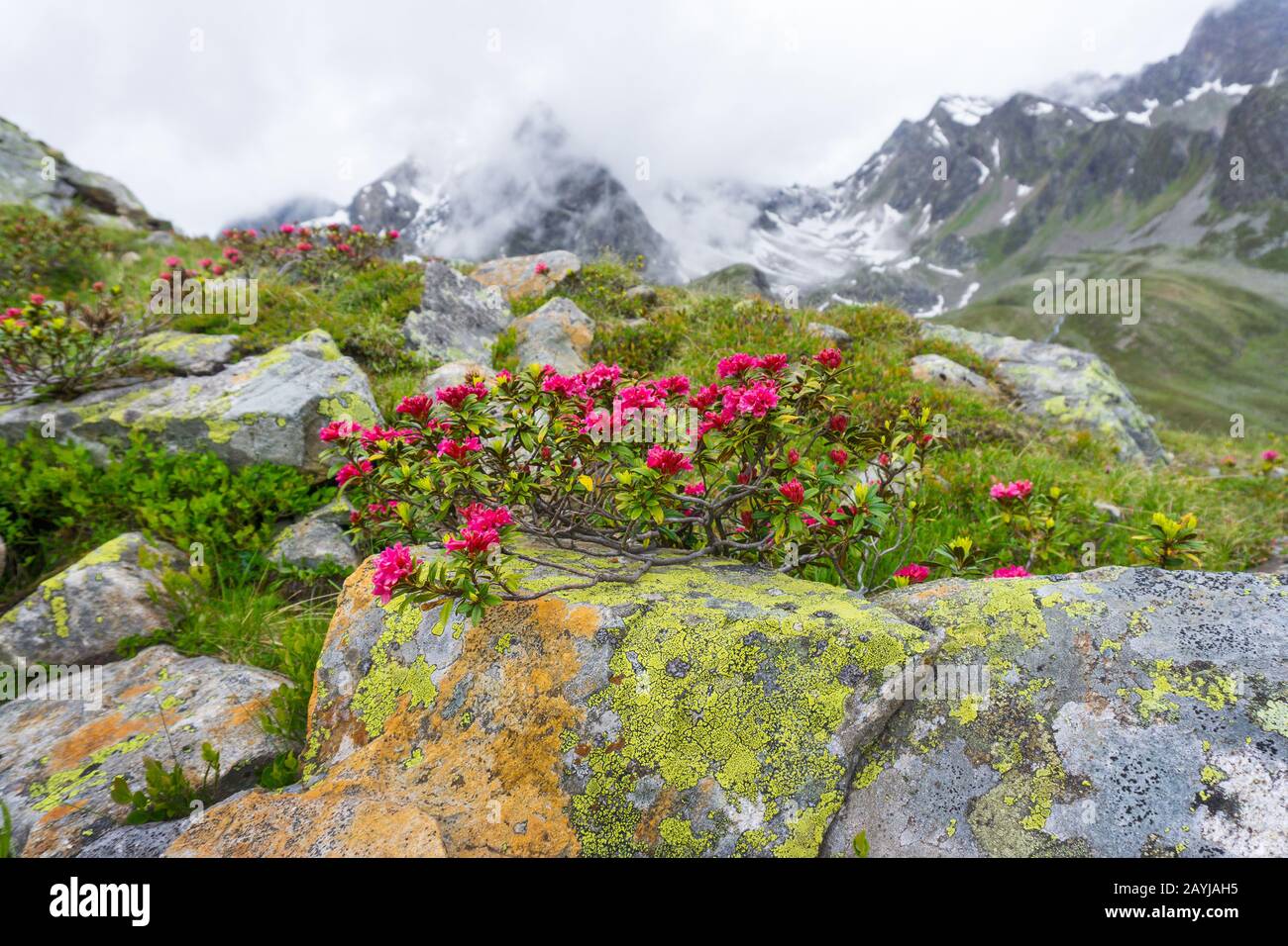 hairy alpine rose (Rhododendron hirsutum), blooming in mountain scenery ...