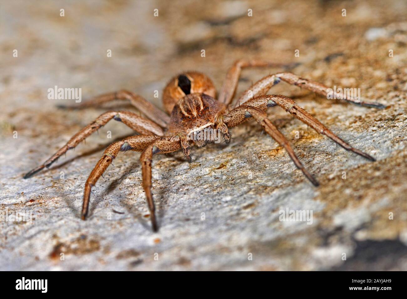 Running scrab spider (Thanatus formicinus), front view, Germany Stock ...