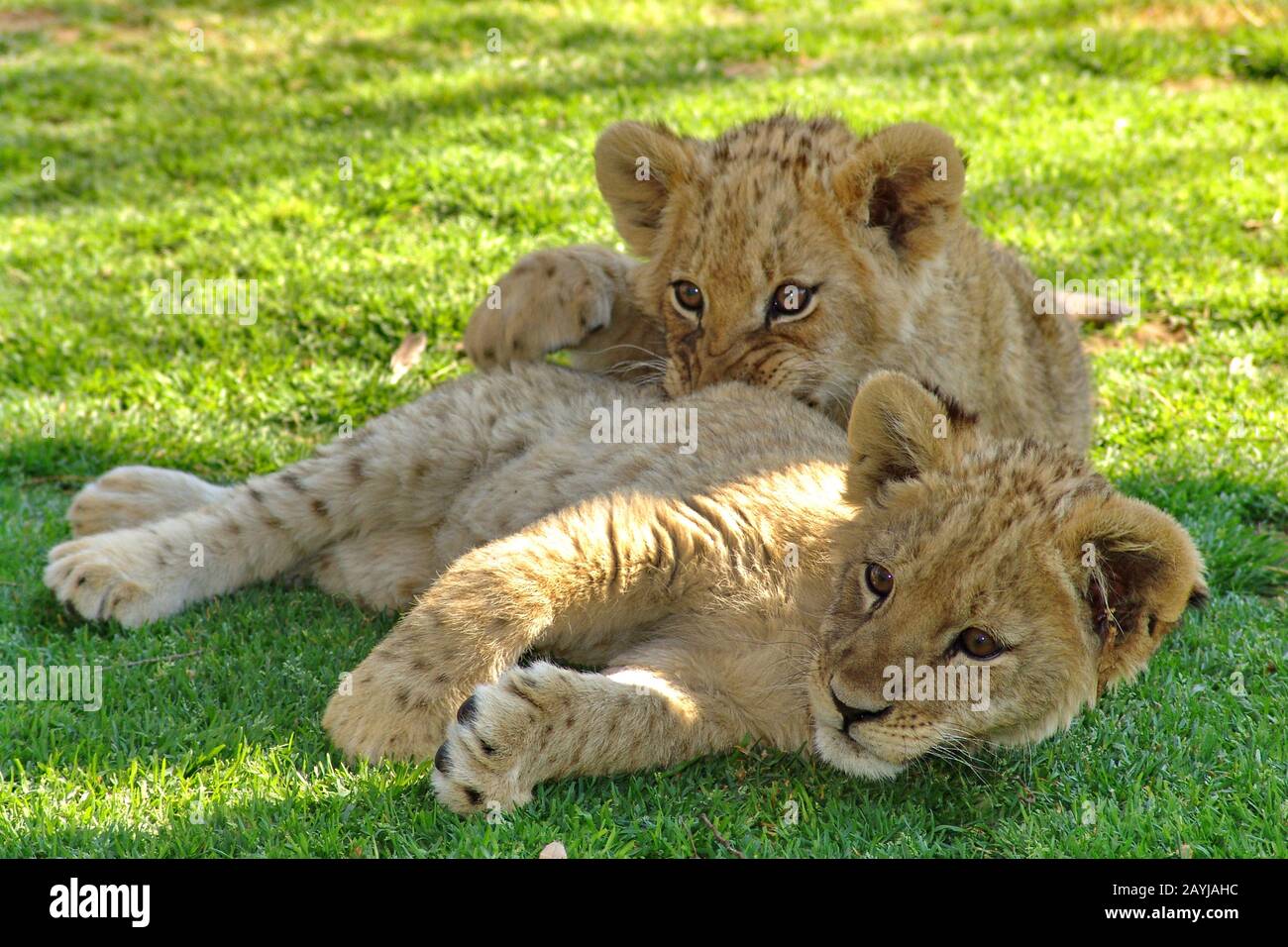 lion (Panthera leo), two lion pups lying together in a meadow, South ...