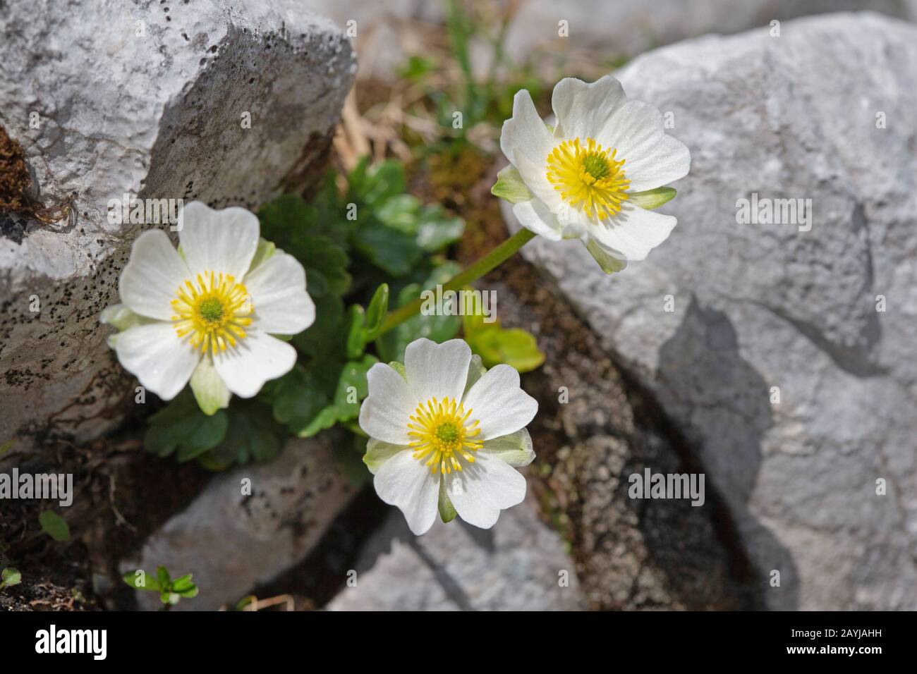 Alpine buttercup (Ranunculus alpestris), blooming, Germany, Bavaria ...