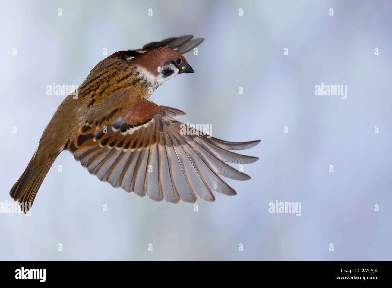 Eurasian tree sparrow (Passer montanus), in flight, Germany Stock Photo ...