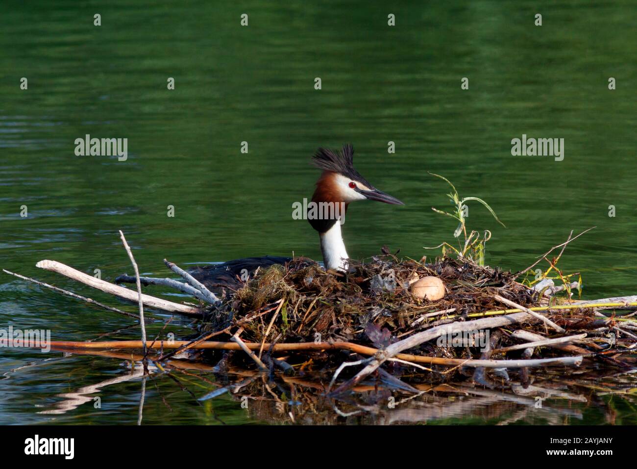 Grebe egg hi-res stock photography and images - Alamy