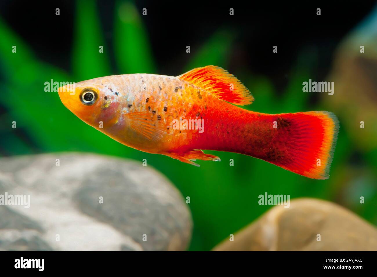 Variegated platy, Variatus swordtail, Variable platyfish (Xiphophorus ...