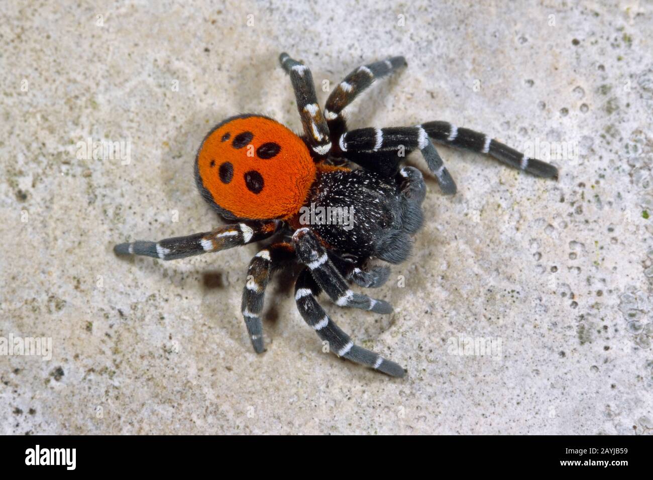 Species rich spider hi-res stock photography and images - Alamy