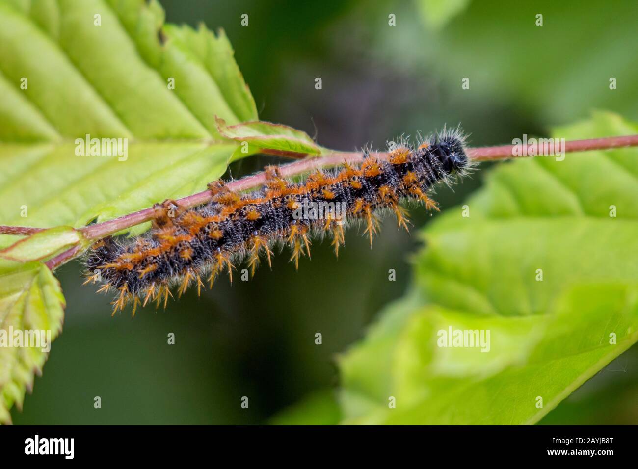 Tortoiseshell butterfly caterpillar hi-res stock photography and images ...