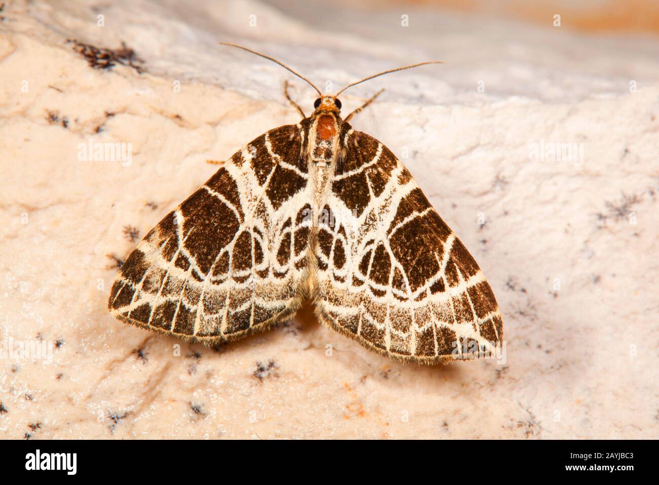 Eustroma reticulatum hi-res stock photography and images - Alamy