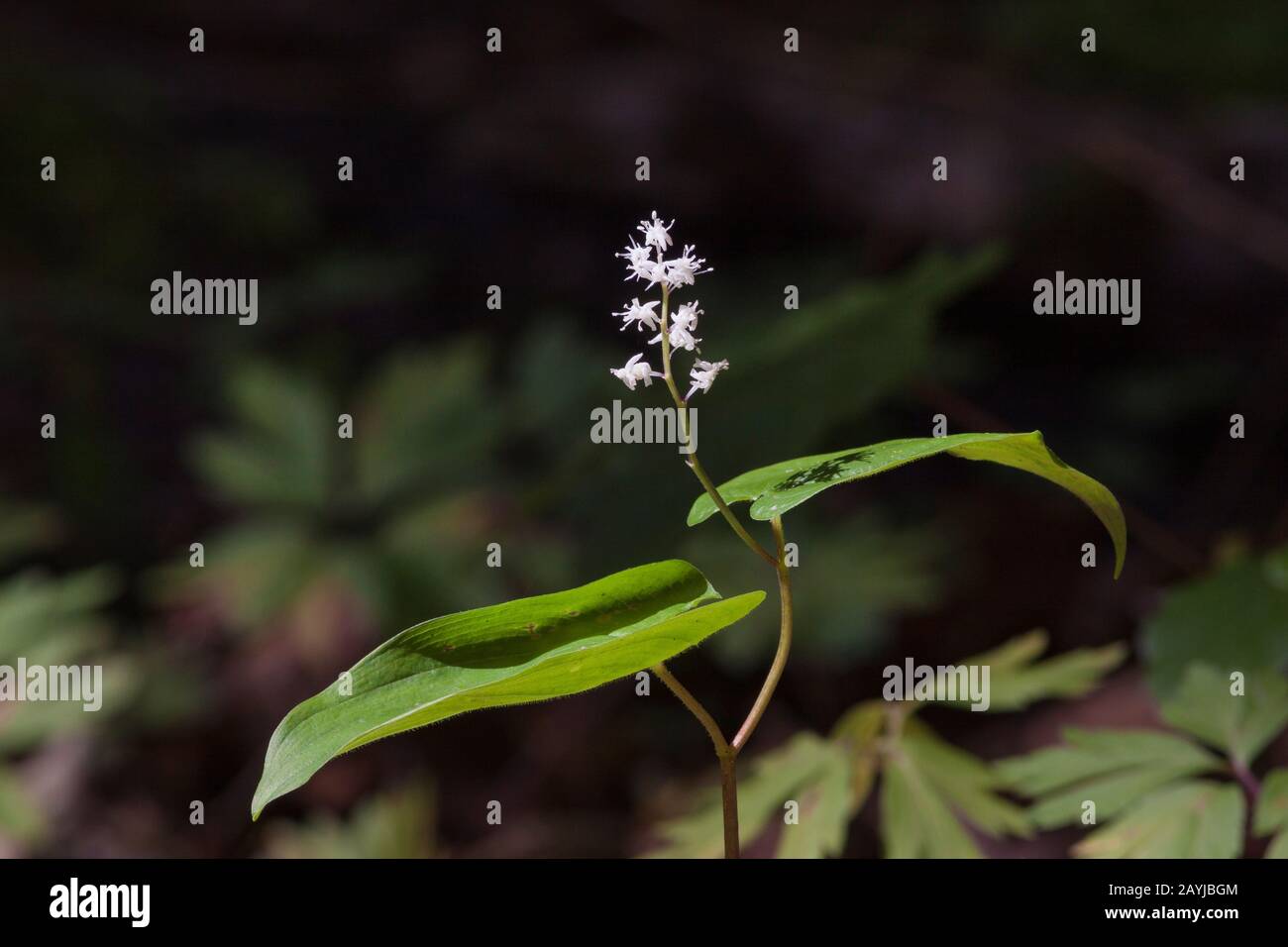 may lily (Maianthemum bifolium), blooming, Germany, Bavaria Stock Photo ...