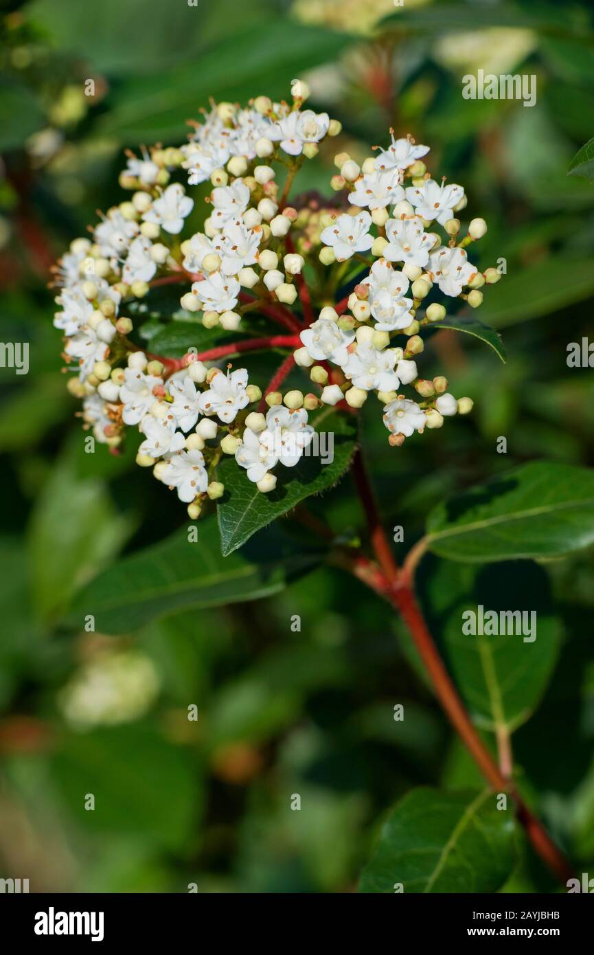 Laurustinus (Viburnum tinus), blooming Stock Photo - Alamy