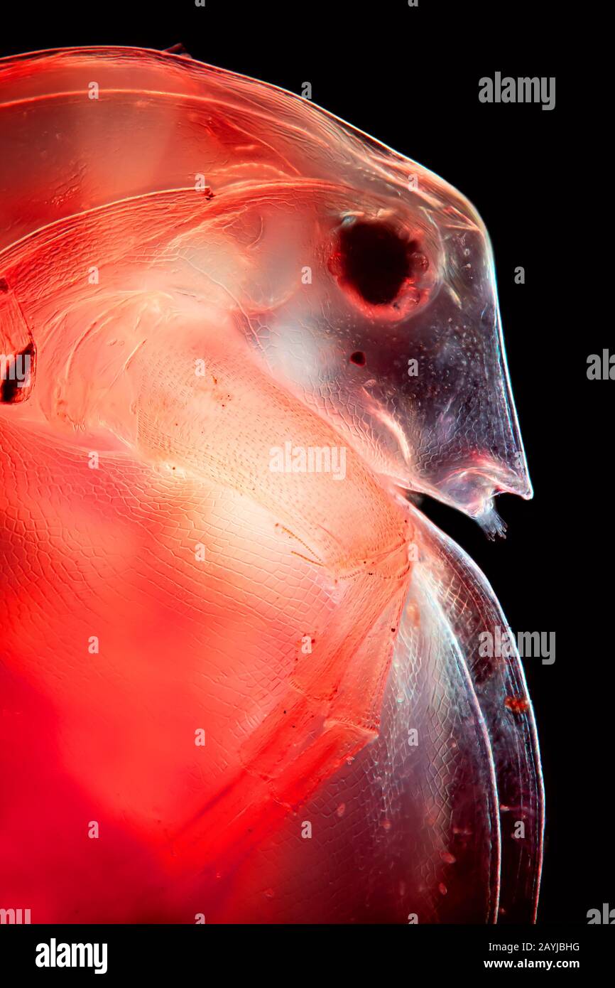 common water flea (Daphnia spec.), microscope photo of a common water ...