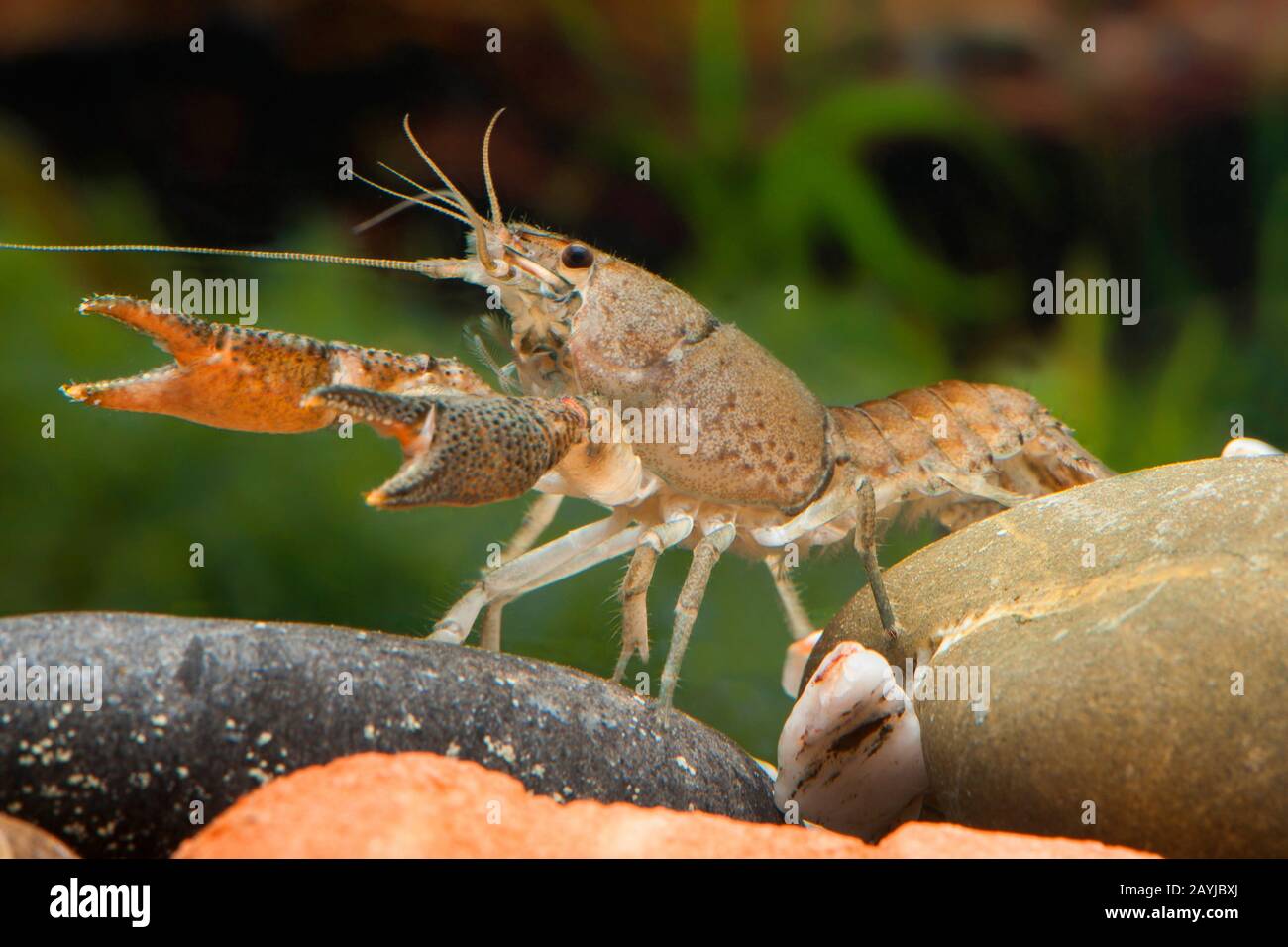 Dwarf crayfish hi-res stock photography and images - Alamy