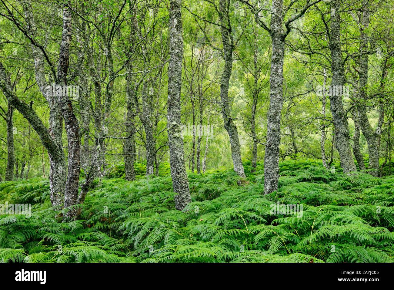 birch (Betula spec.), birch forest with eagle ferns, United Kingdom ...