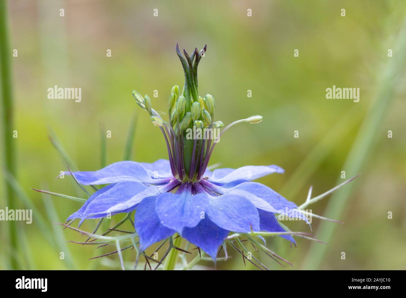 Blue devil flowers hi-res stock photography and images - Alamy