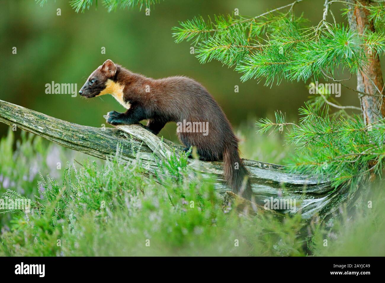 Female pine marten hi-res stock photography and images - Alamy