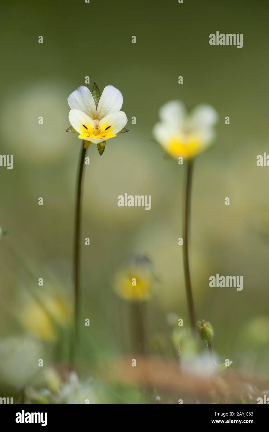 cultivated pansy, field pansy, small wild pansy (Viola arvensis ...