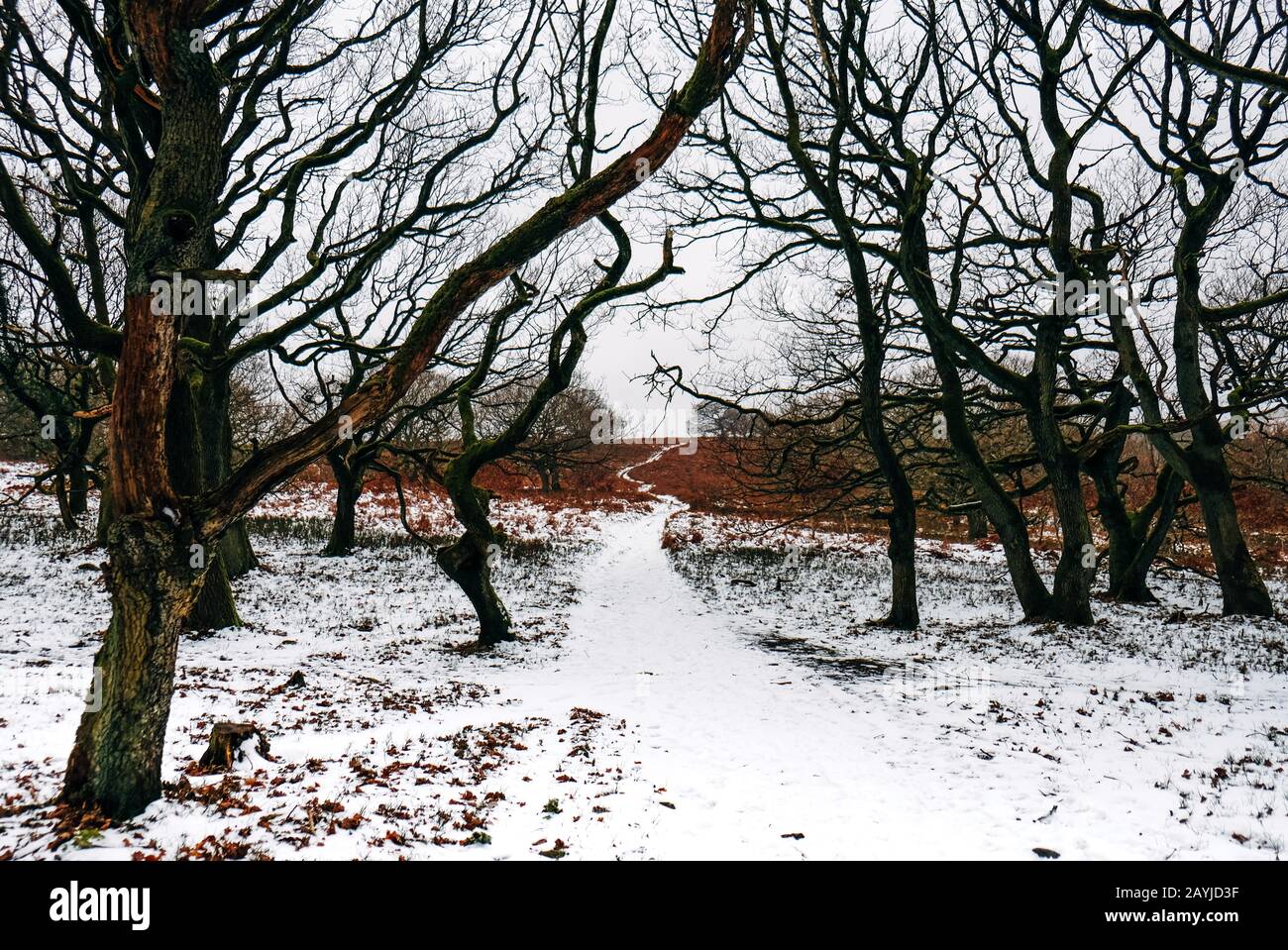 St Mary's Vale in snow Stock Photo - Alamy